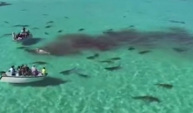 Zastrašujući prizor! - KRVAVI PIR U MORU: Ovako izgleda kada desetine gladnih tigar ajkula ...