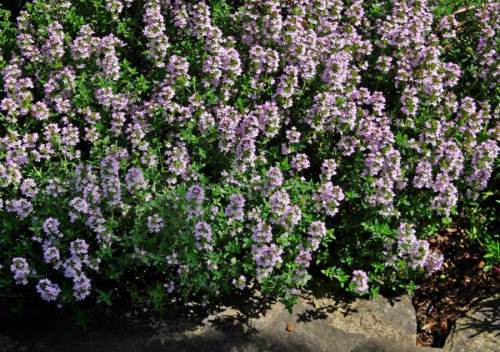 Najmoćnija biljka koja uništava parazite, infekcije mokraćnog mjehura ...